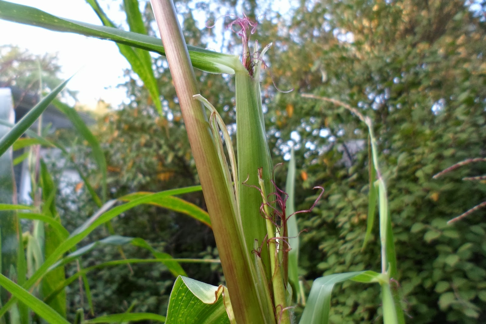 The Perennial Agriculturalist: teosinte seeds on the hoof II