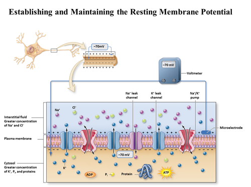 EXAMS AND ME : Resting Membrane Potential