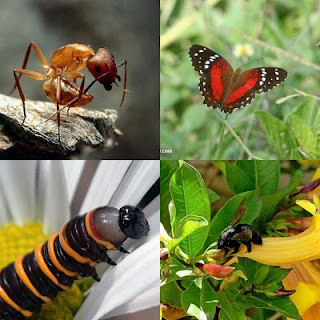 Viagem ao Mundo dos Insetos: Quem são os Insetos....