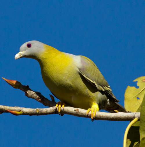 Yellow-footed (legged) green pigeon | Birds of India | Bird World