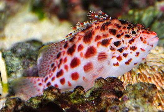 Rumbo a la profundidad: Vida en el arrecife: Pez Duende