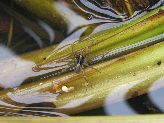BugBlog: Wolf spiders walking on water