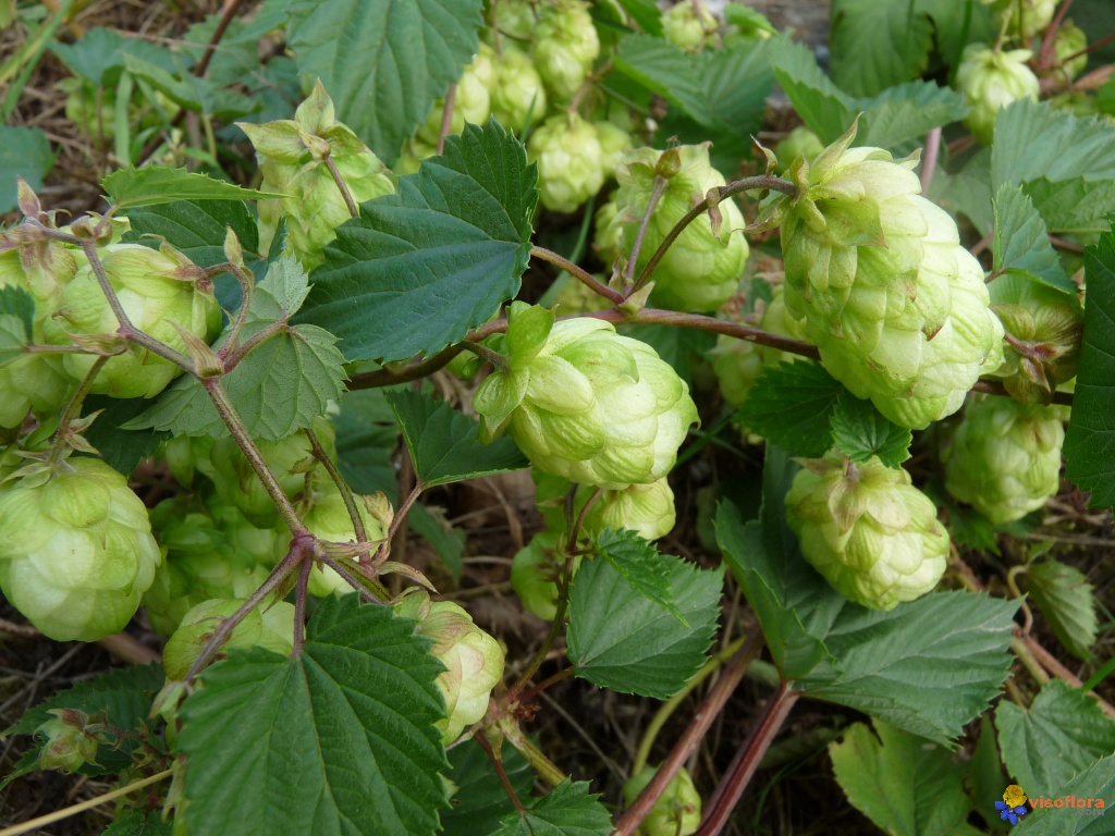 Bonnes à croquer - Ces surprenantes "Mauvaises herbes": LE HOUBLON