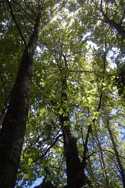 especies chilenas: El Ruil (Nothofagus alessandrii)