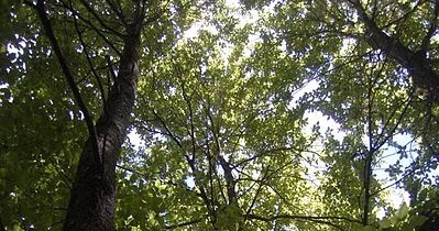 especies chilenas: El Ruil (Nothofagus alessandrii)