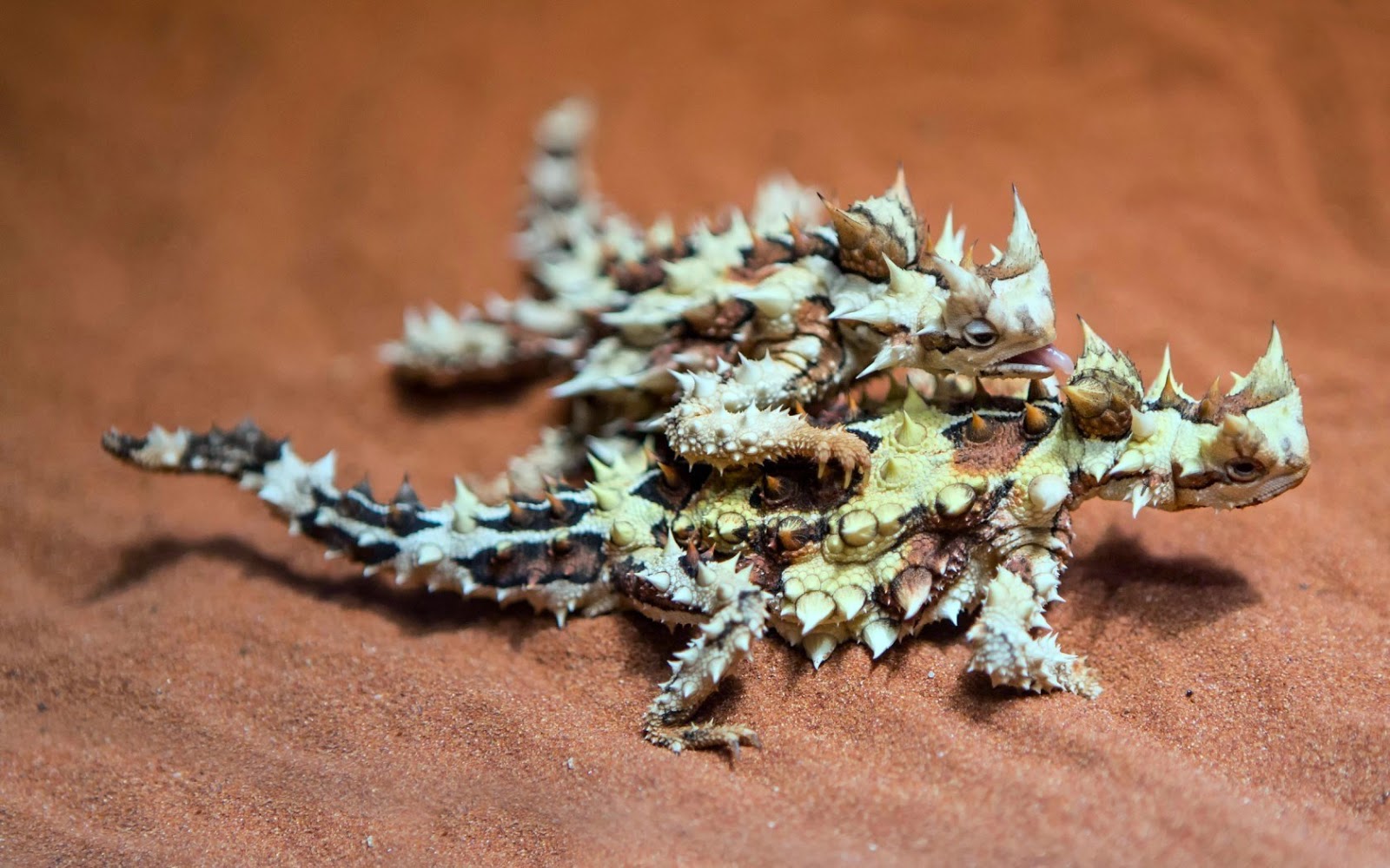 THORNY DRAGON photos - wallpapers (ανανεωμένο) | the fun bank