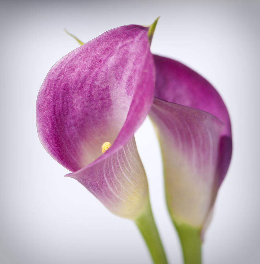 Banco de Imágenes Gratis: Aires de primavera (fotos de flores muy lindas)