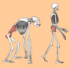 fundamentos de biología en psicología: Bipedalismo
