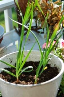 Town & Country Gardens: Propagating Chives