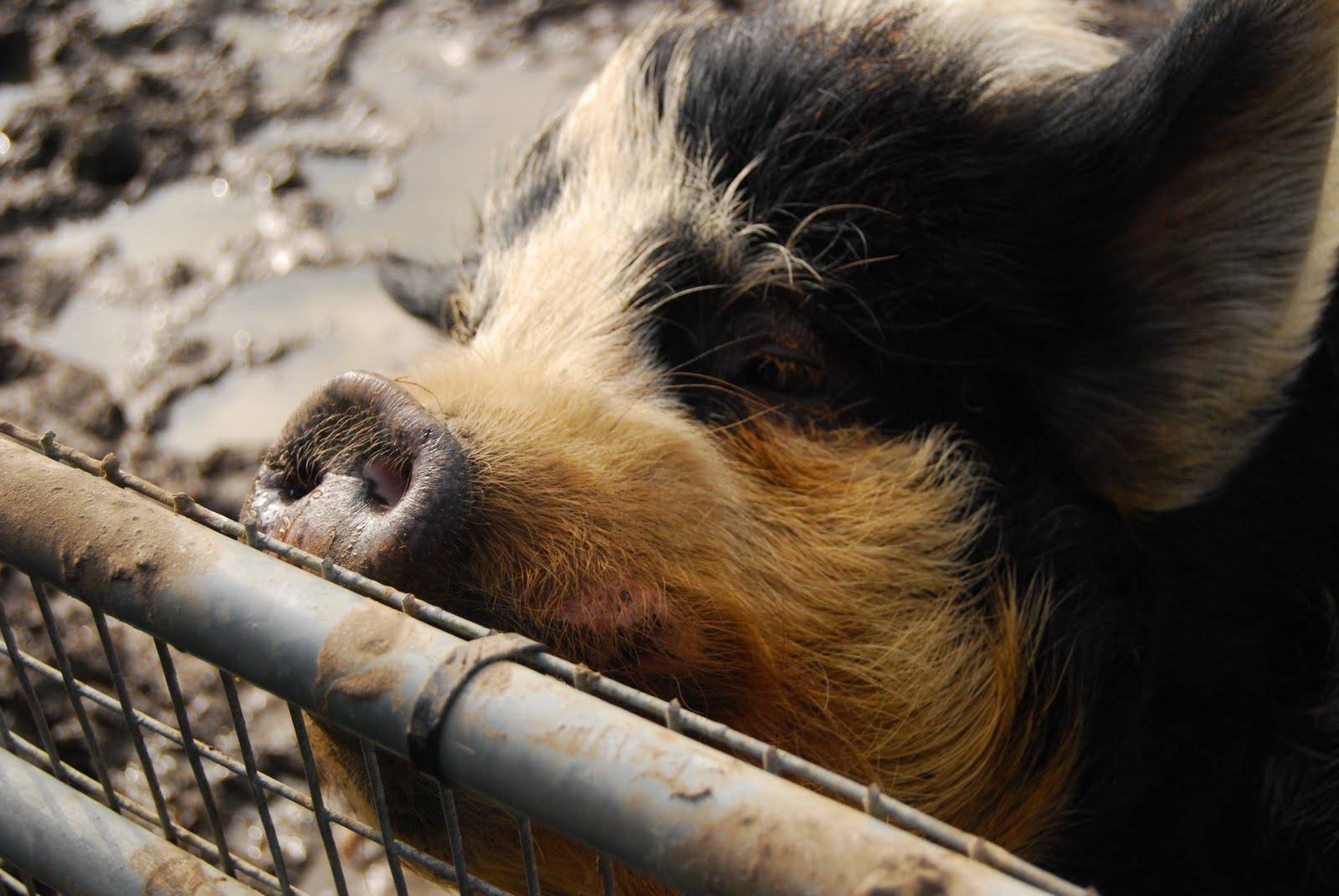ENGAGING LANDSCAPE: Merrist Wood