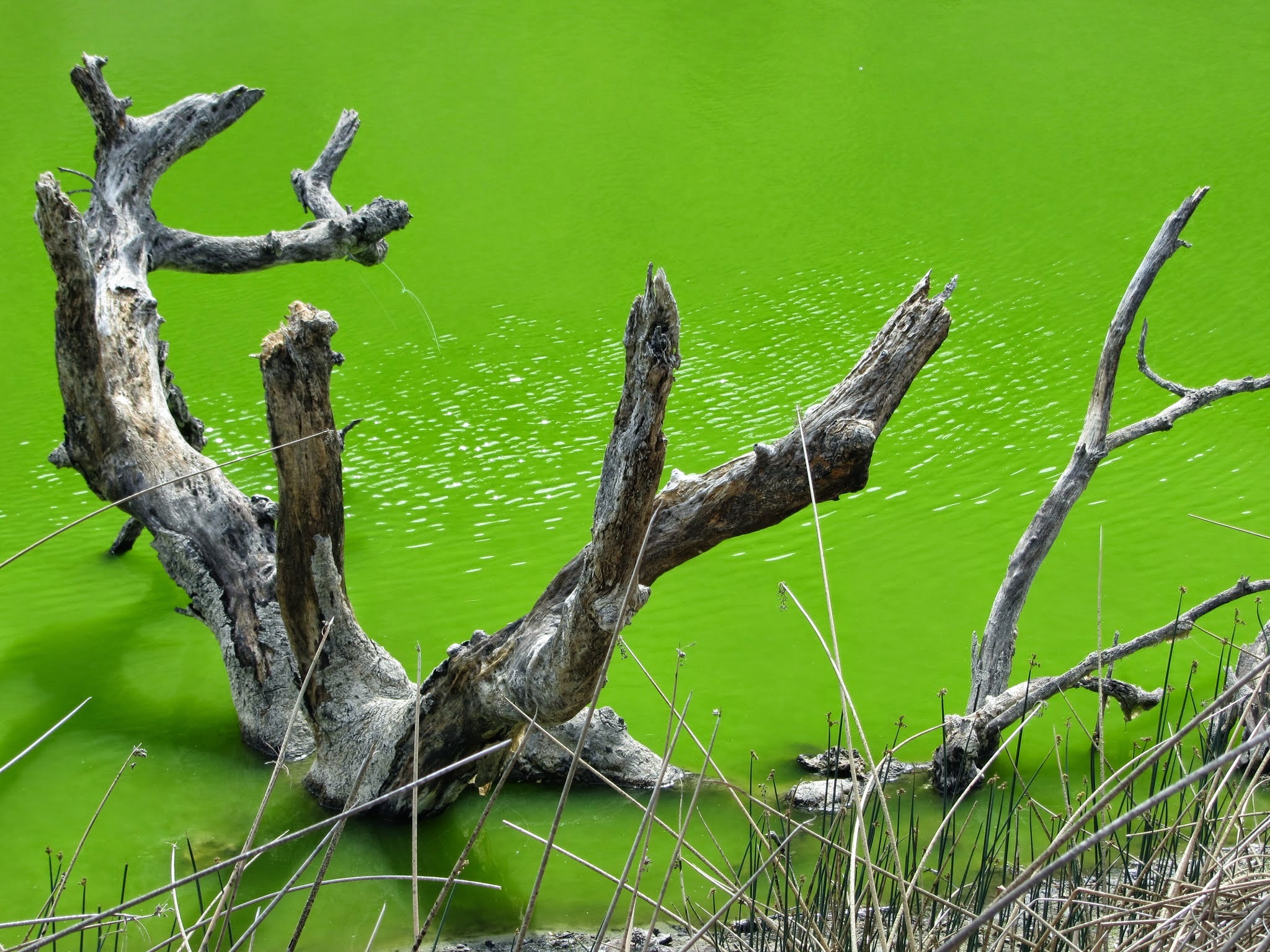 We Be Trekkin: Arroyo Seco Gorge/Santa Lucia Trail- Ventana Wilderness, CA