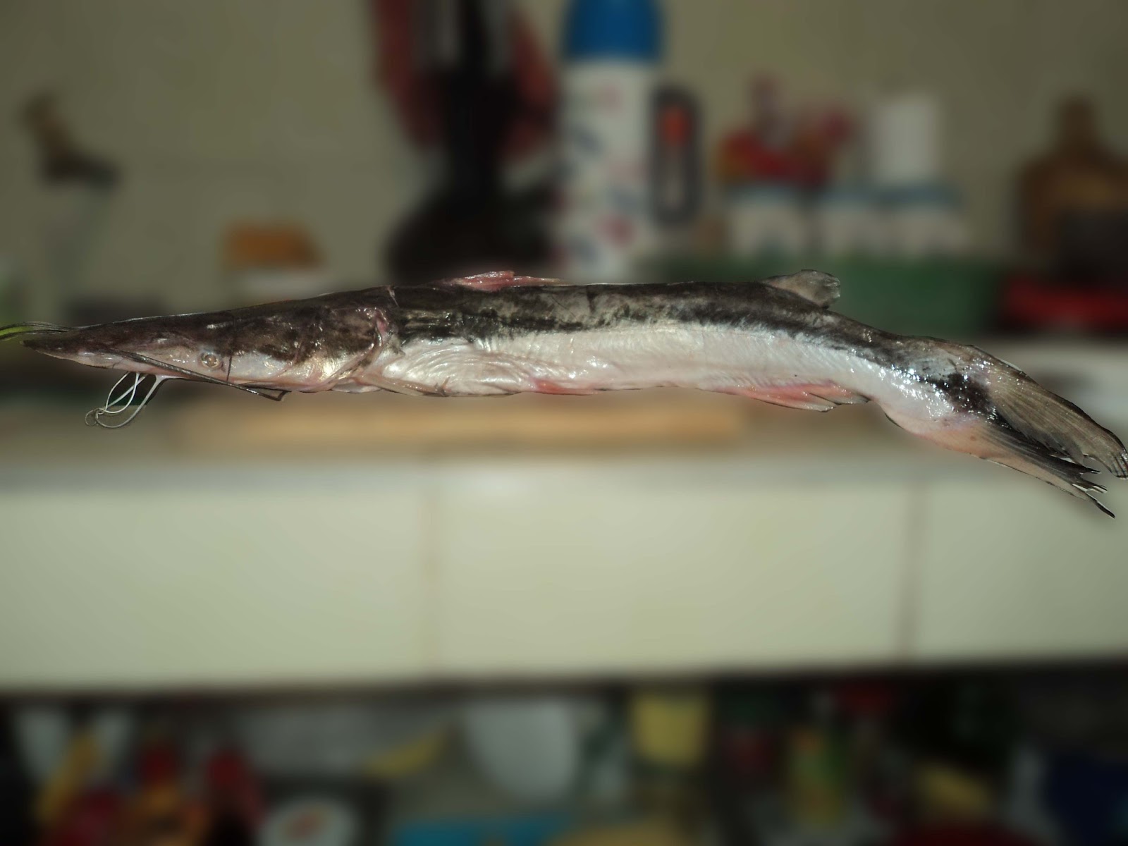 Pinillos - Bolívar: Bagre blanco o blanquillo, Sorubin cuspicaudus