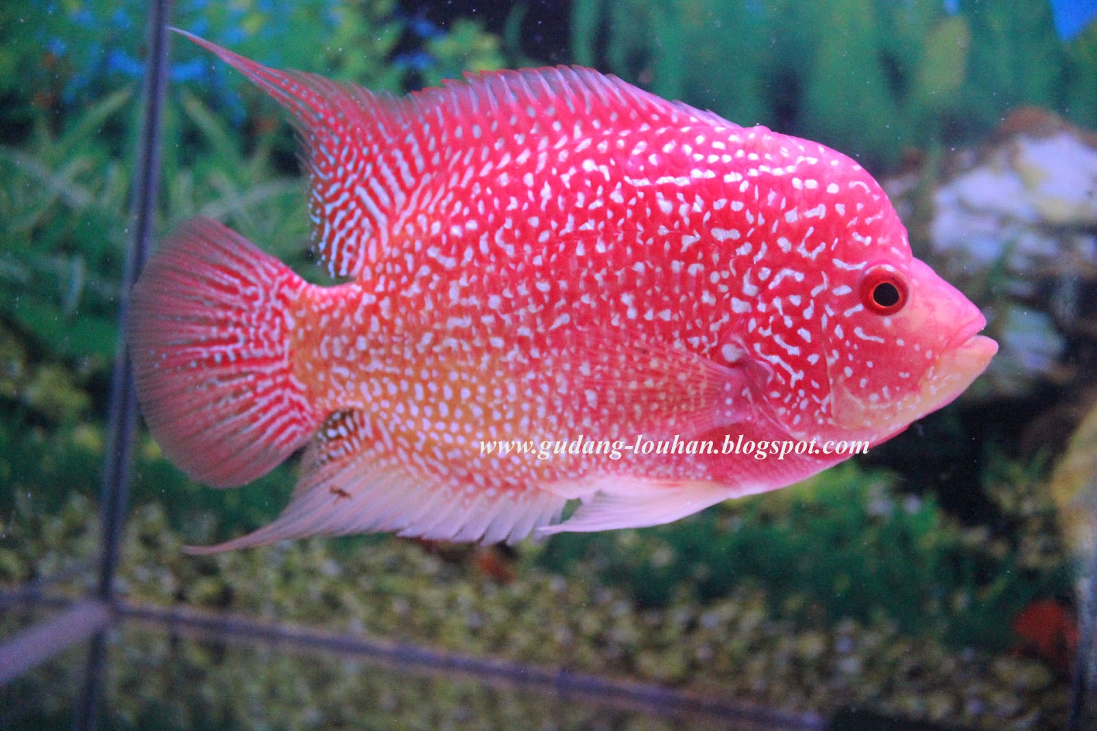 Gudang Louhan: Female Golden Base