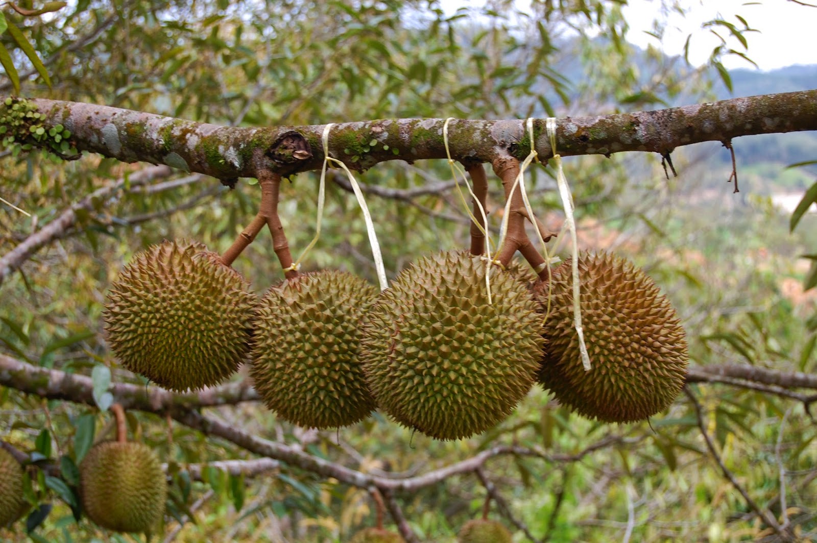 Durian Info: Botany of The Common Durian
