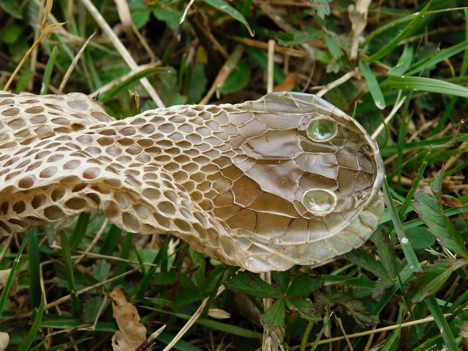 (Paleo-)Herpetología: Natrix astreptophora - Culebra de collar ibérica