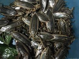 Hope and Hope and always Hope: INSECT_កន្ទាទូក ឬក្ដាមទូក