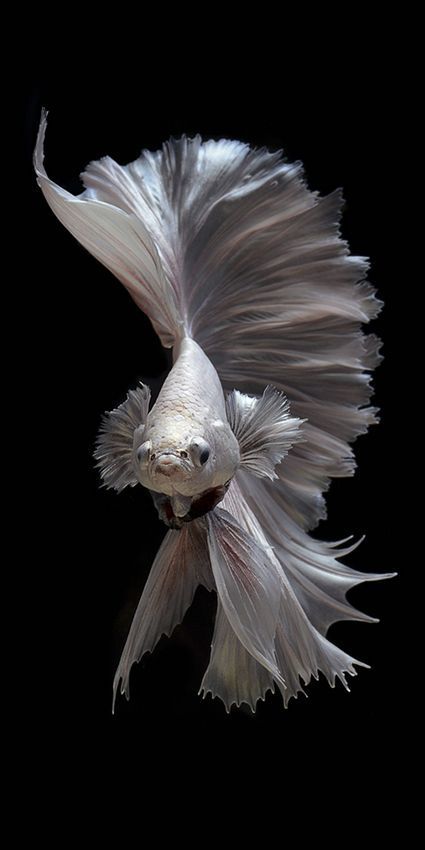 Content in a Cottage: Fish with Designer Outfit