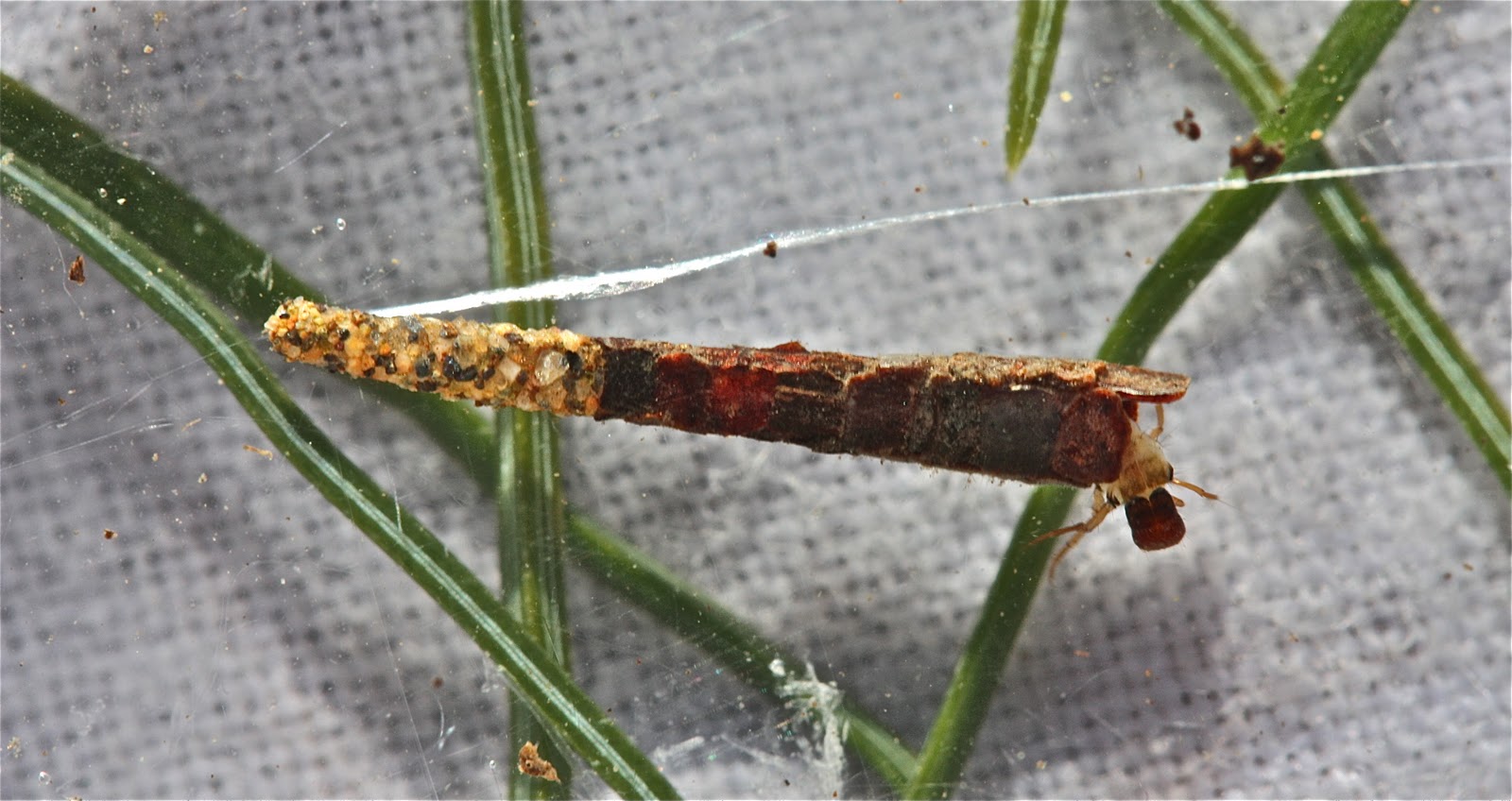 Aquatic Insects of Central Virginia: New Stream: New Genus of Small ...