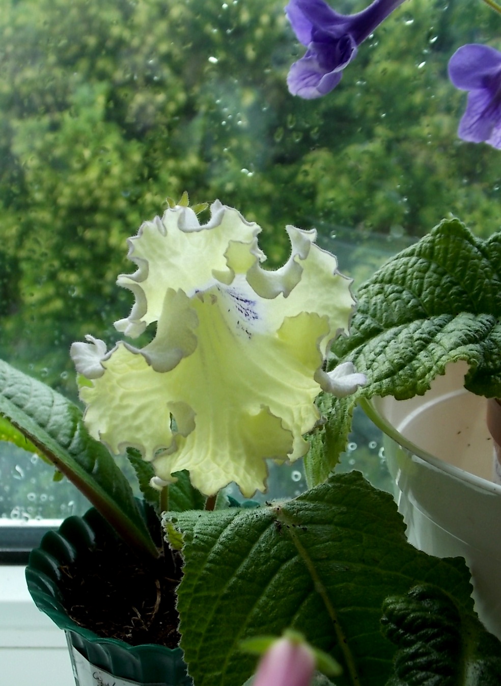 Mano auginamos gėlės: Streptokarpų žydėjimas 2016 metai