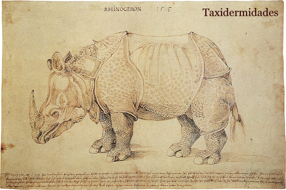 "El Rinoceronte" de Durero. | Taxidermidades