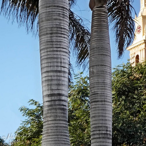 BIODIVERSIDAD COSTA GRANADINA Y...: Palmera real, palmera real cubana ...