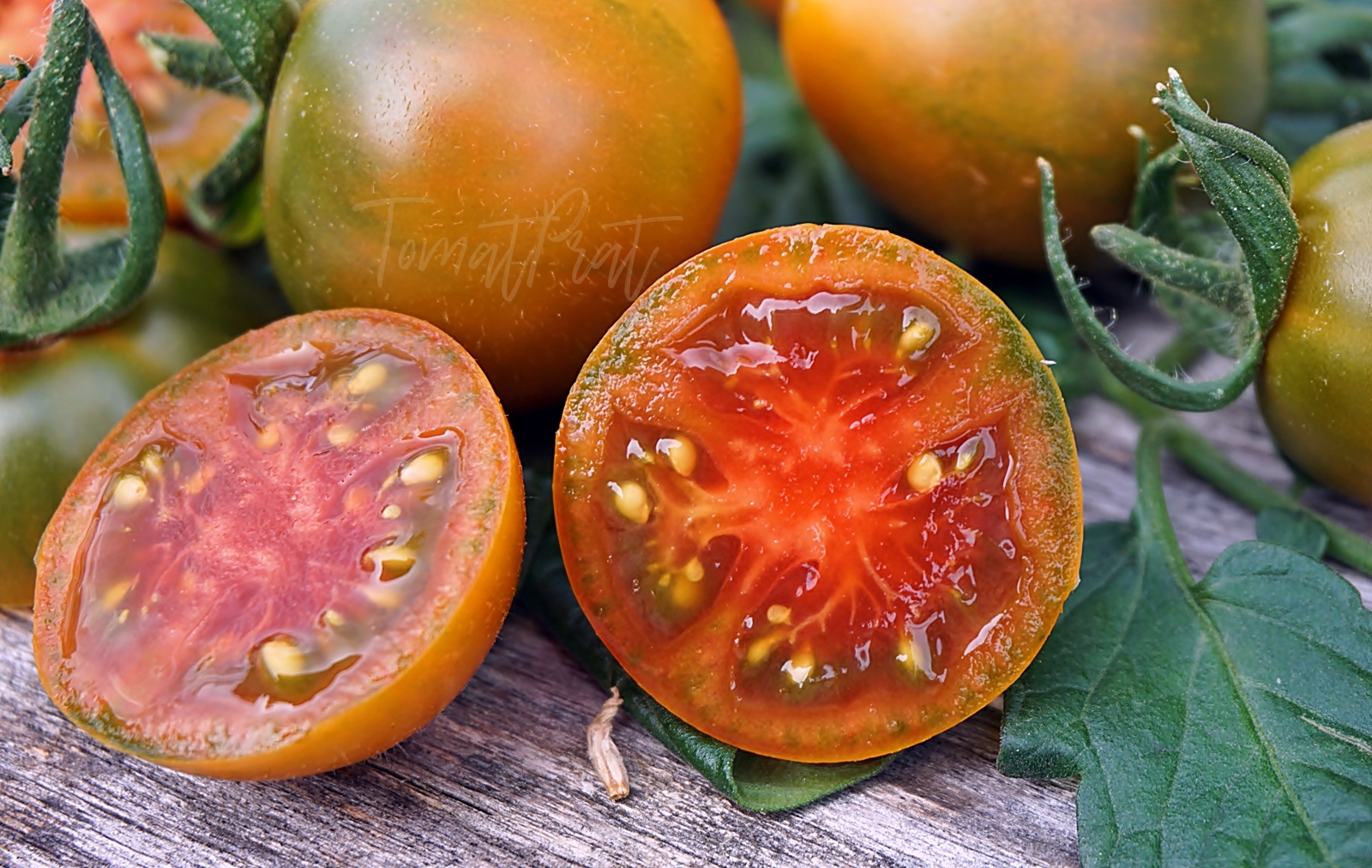 Helenes Tomater: K- 54-84 "Evil Olive"