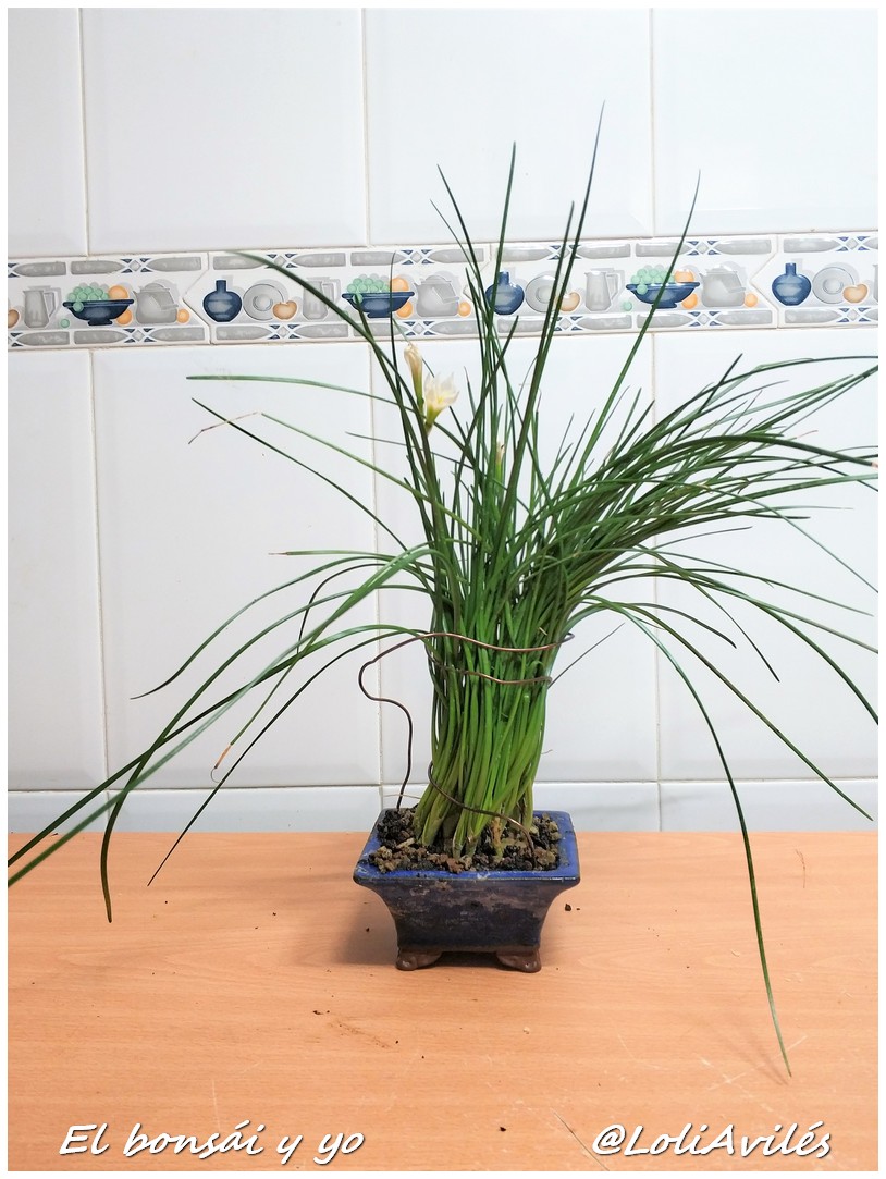 Una de kusamonos - El bonsái y yo