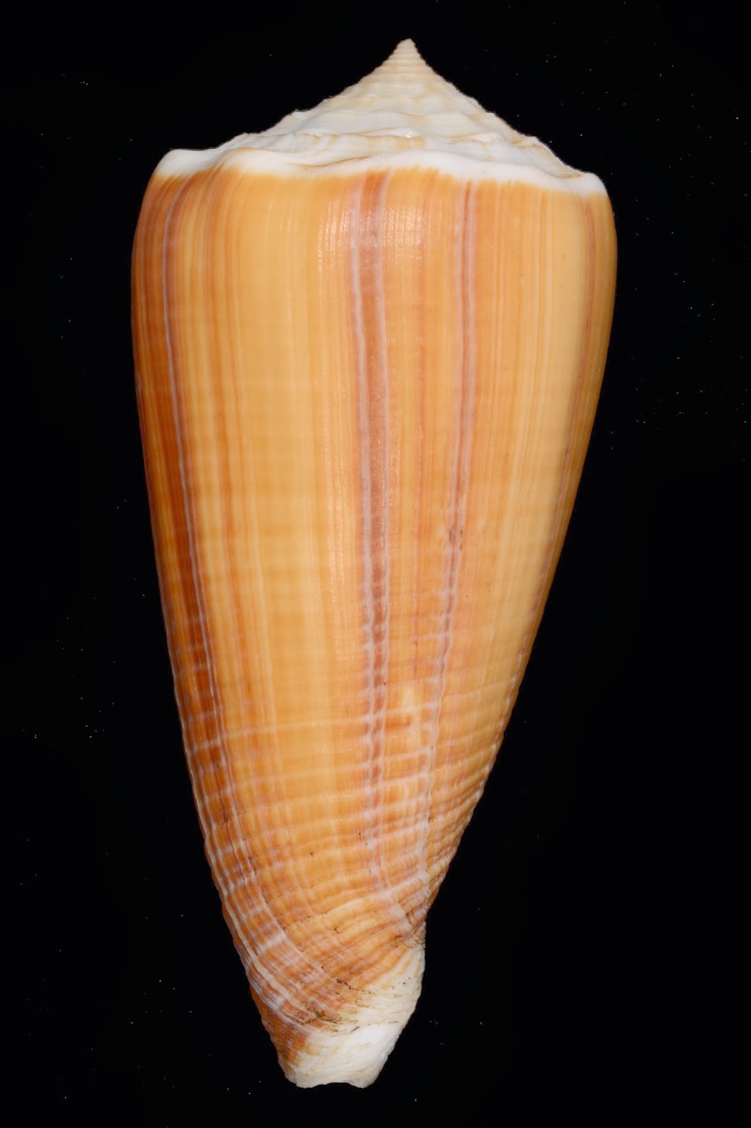 Dr. Lee's Gallery Museum: Conus sulcatus bocki 74.7mm 木乃伊芋螺
