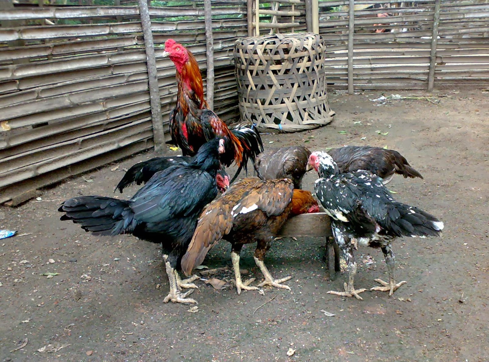 Cara Beternak Ayam Dirumah Cara Ternak