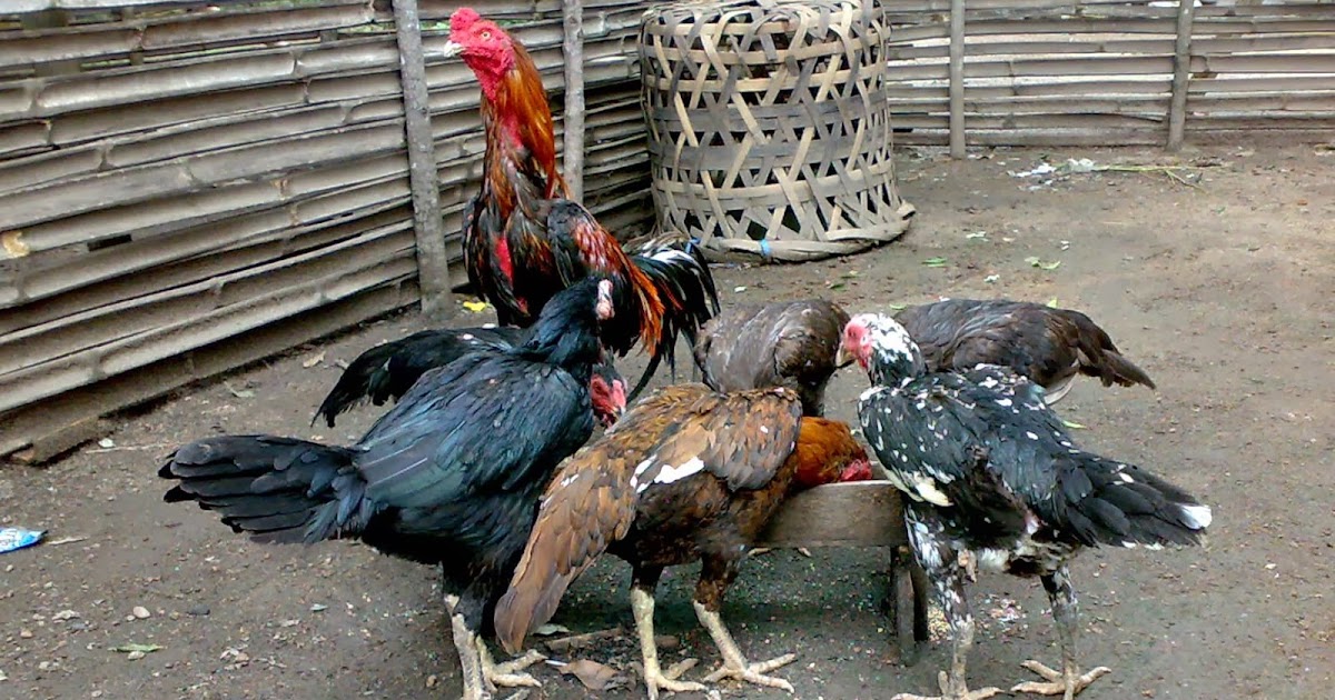 Luas Tanah Ideal Untuk Beternak Ayam Bangkok | KING ROOSTER FARM