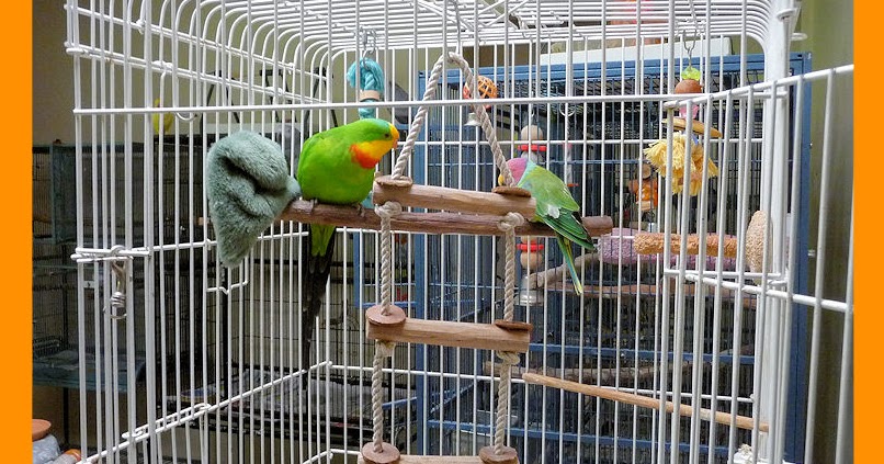 Guide To Installing A Bird Cage - Bebo Pets