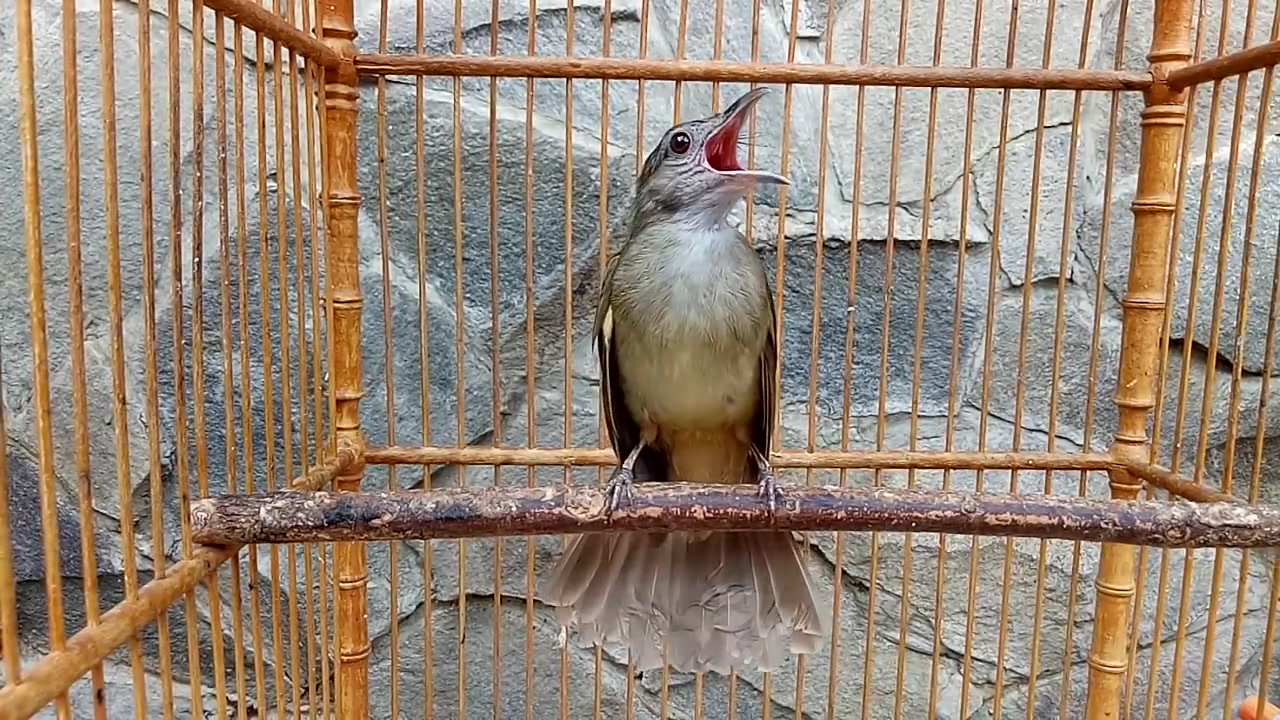 Suara Burung Kapas Tembak Masteran Burung Paling Banyak Di Cari ...