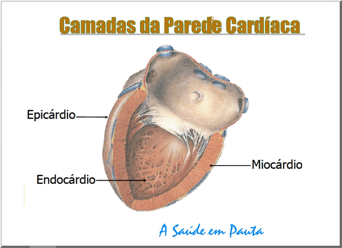 Membrana Que Reveste O Coração - FDPLEARN