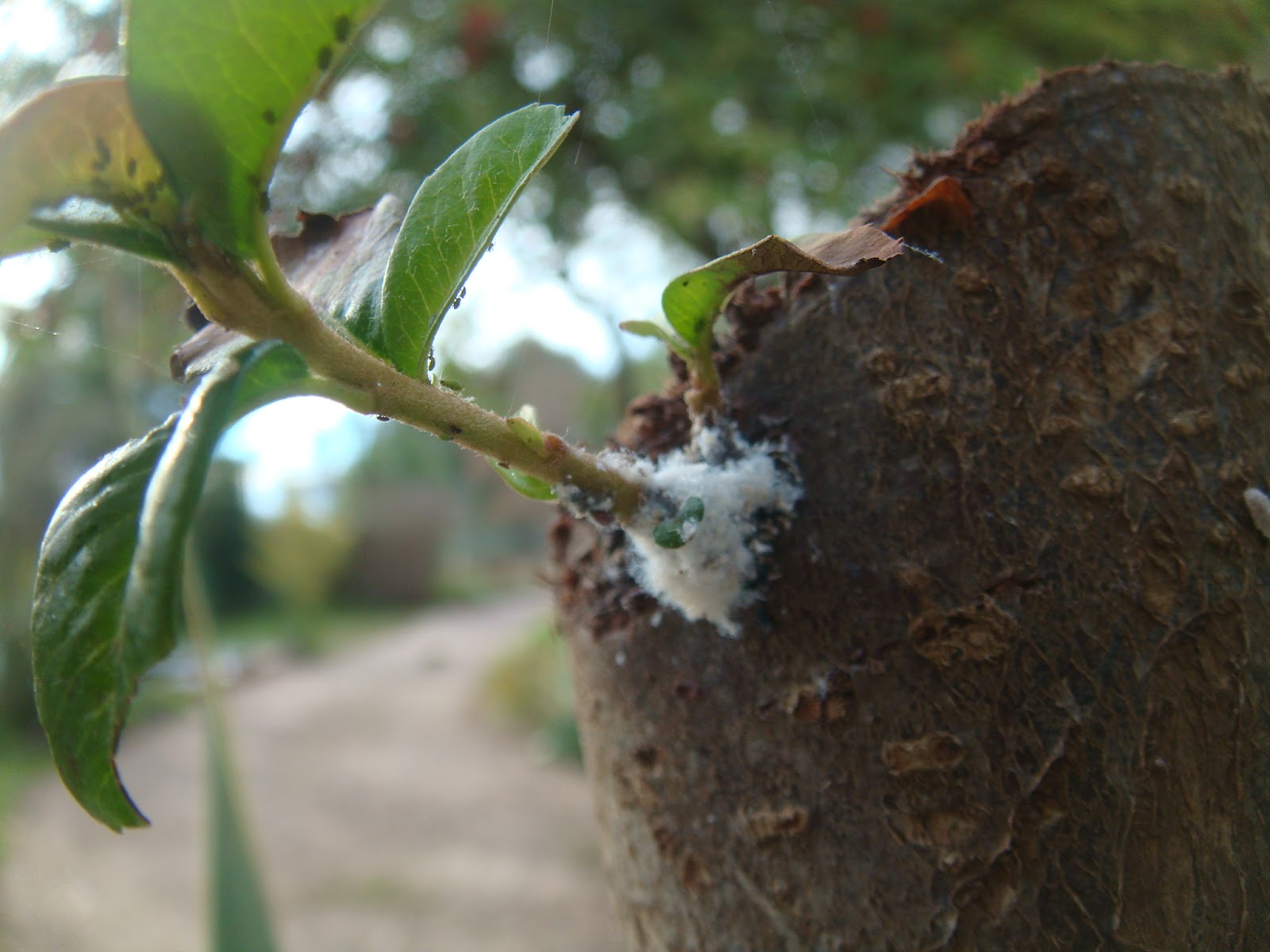 Jardinería Pampeana: PLAGAS O ENEMIGOS DE LAS PLANTAS.
