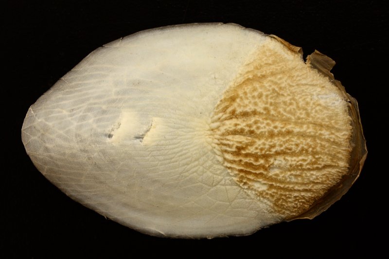 Tipe Sisik Ikan - Generasi Biologi