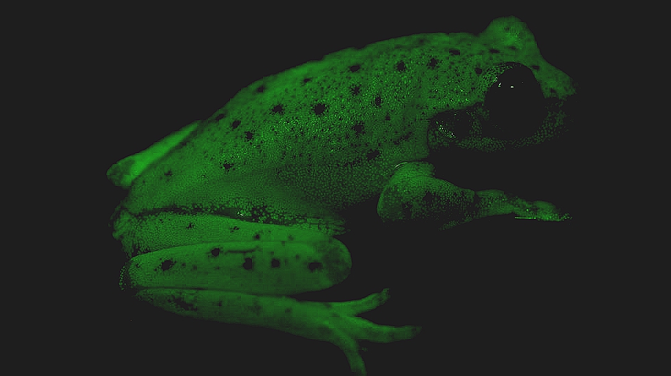 HUMANIDAD Y COSMOS: HALLAN EN ARGENTINA LA PRIMERA RANA FLUORESCENTE ...