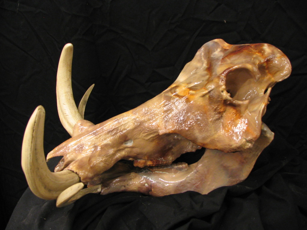 Weird & Wonderful: The cheekbone case: Entelodont relationships