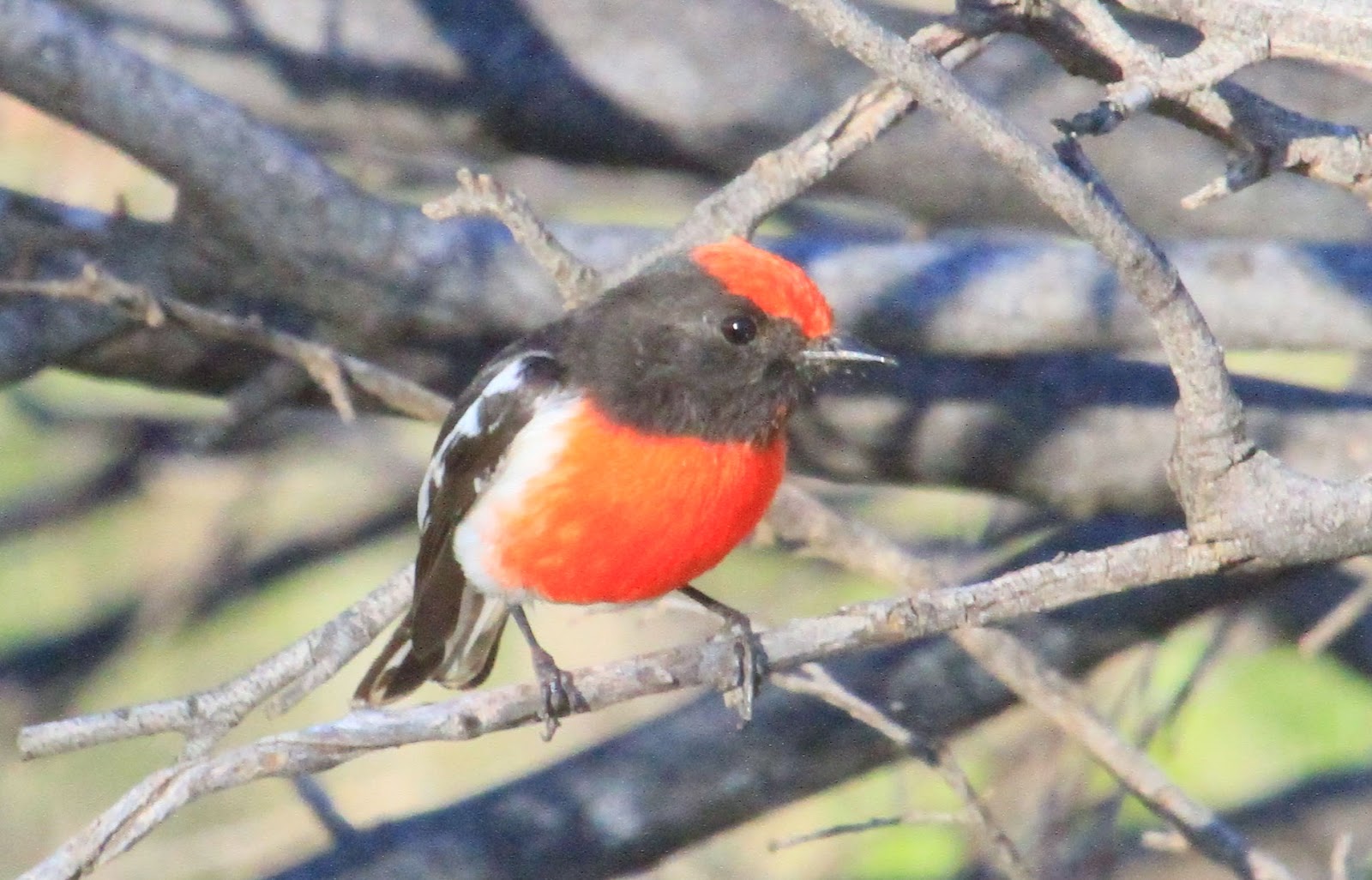 Richard Waring's Birds of Australia: Red-capped Robins dancing ...