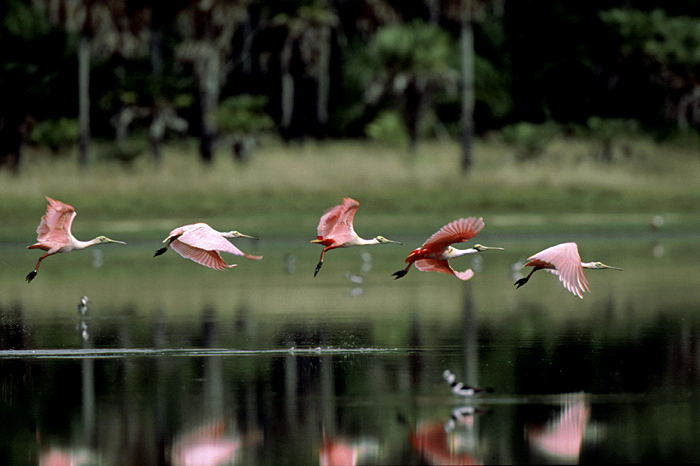 Cultura Guaraní: La Espátula Rosada Garza