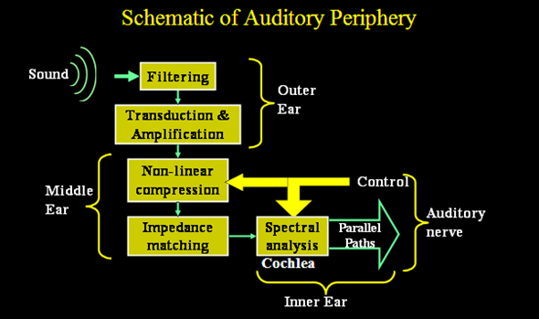Audio, Image and Video Processing : The Human Ear