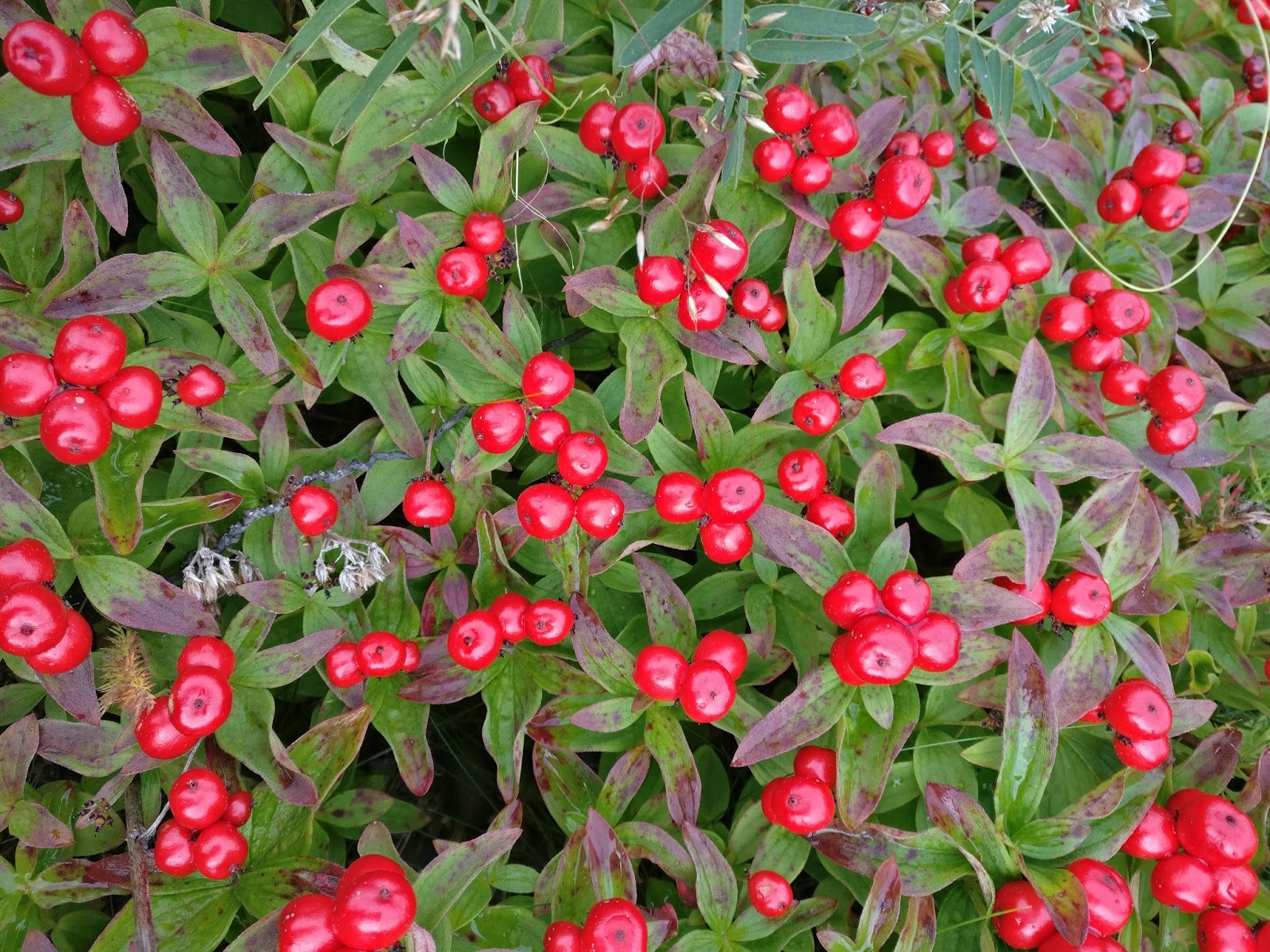 Samin luontokuvia nature photos: RUOHOKANUKKA Cornus suecica (dwarf ...