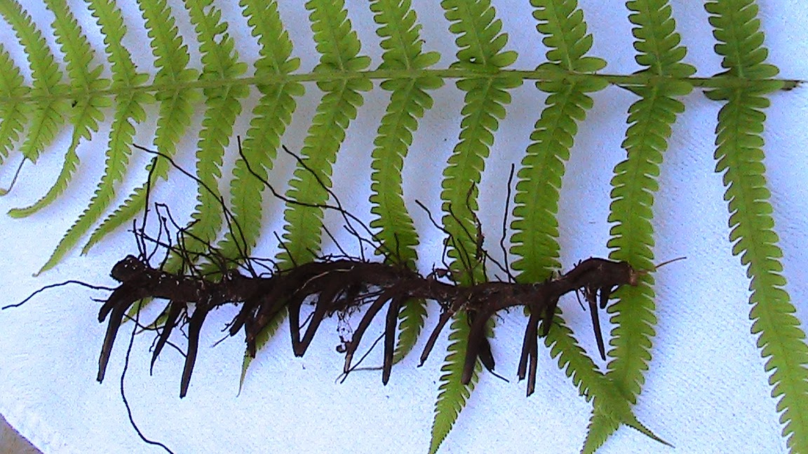 My Back Forty Garden and Park: Southern Wood Ferns