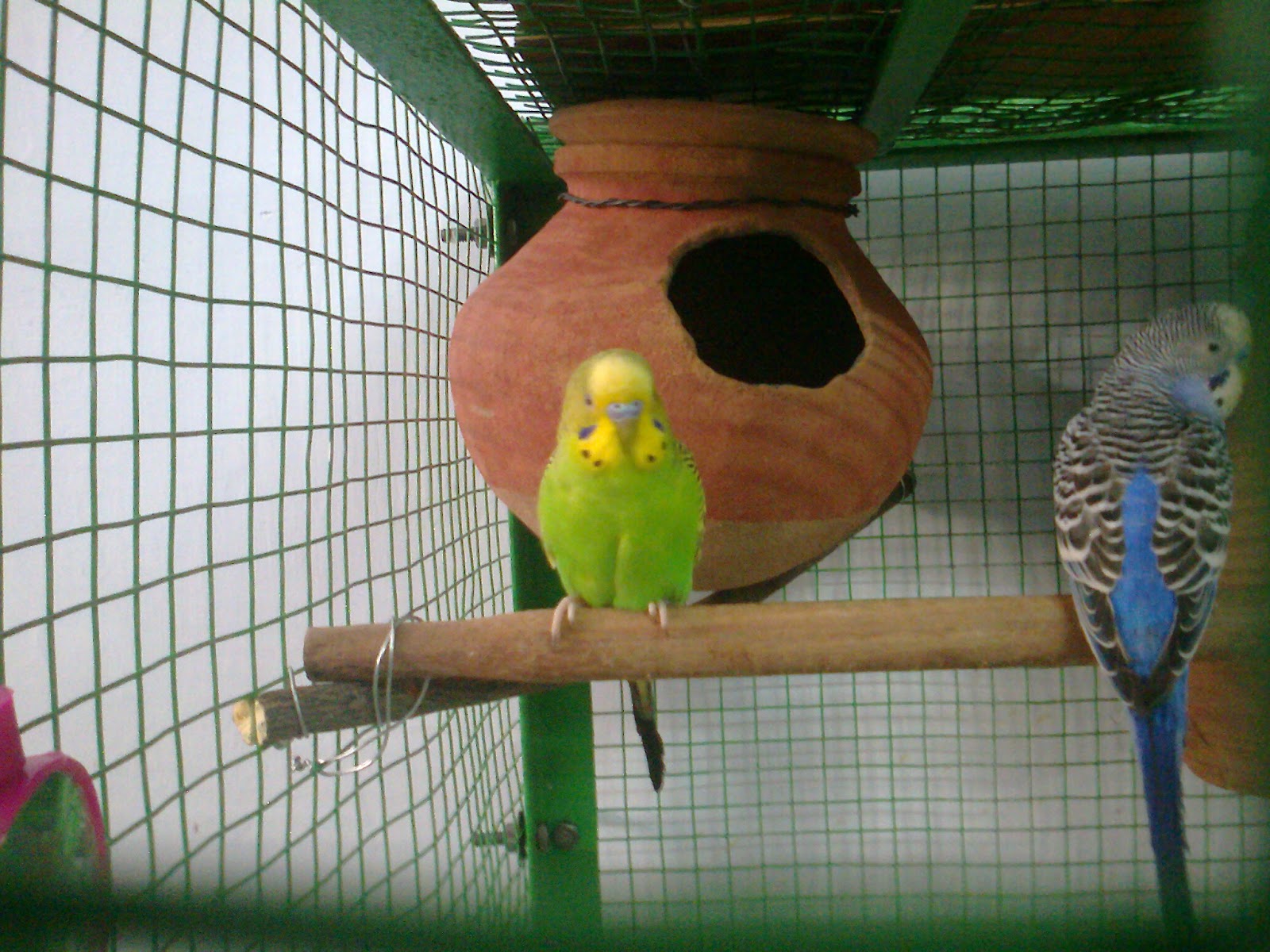 Budgerigar Care: diy budgerigar breeding cage setup