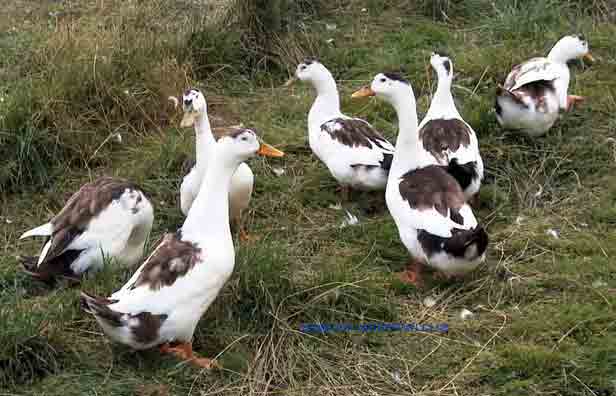 Pellaprat: Pačje kolinje II