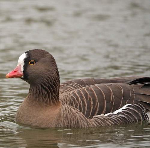 Lesser white-fronted goose images | Birds of India | Bird World