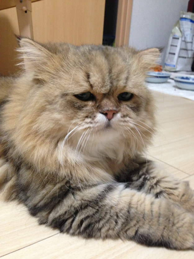 The Disappointed Cat is your new favorite cat (10 pics) | Amazing Creatures
