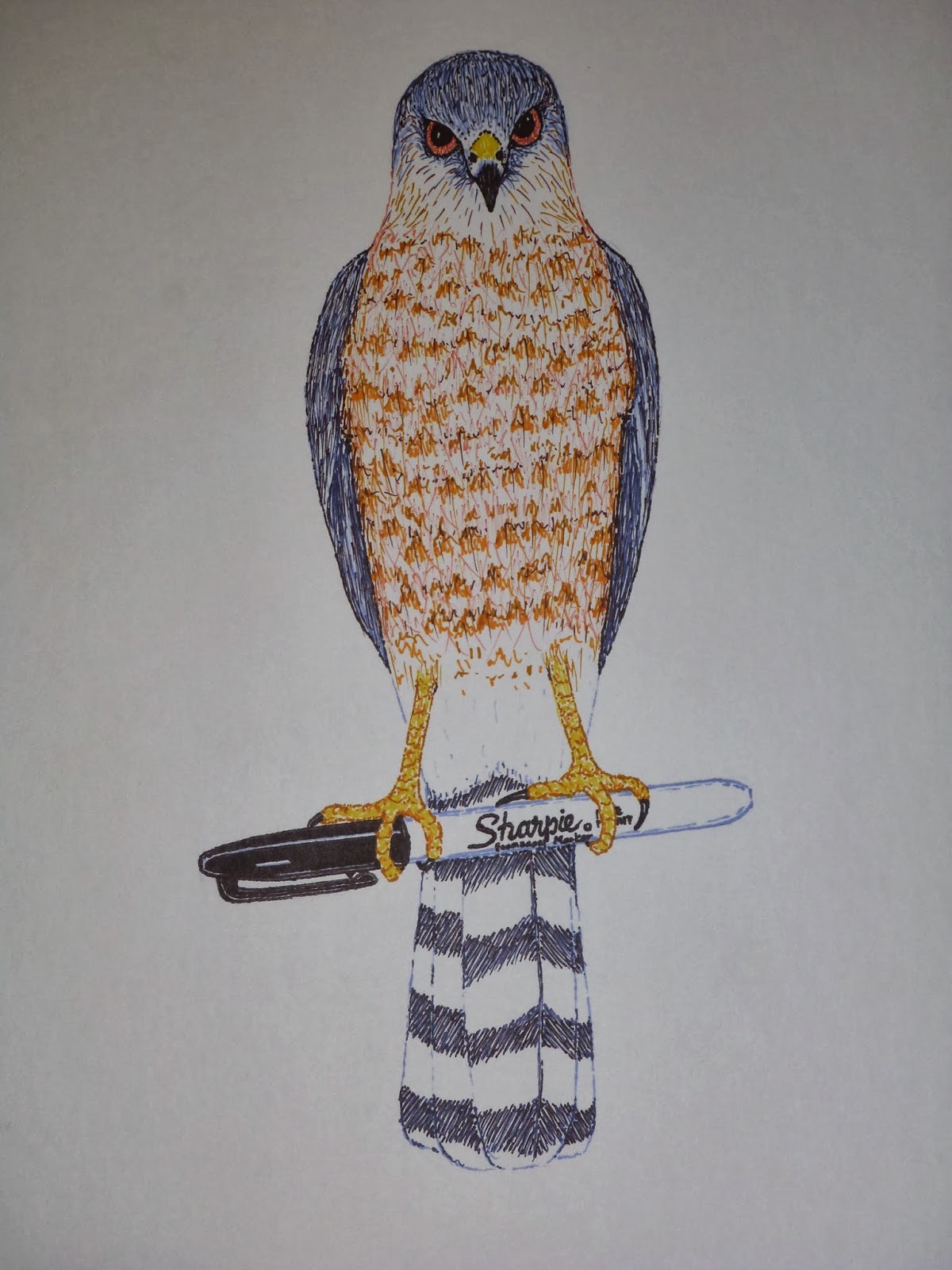 The Naturalist's Art: Bird #8 Sharp-shinned Hawk or "Sharpie"