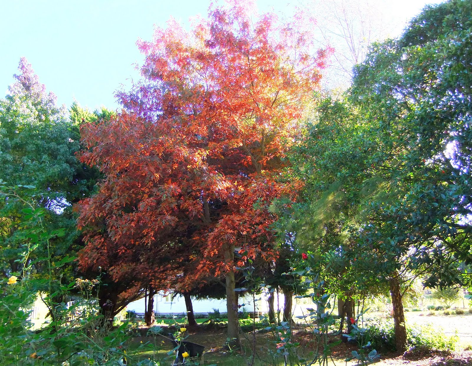 Sweet Tree View Wallpaper | Wallpaper ME