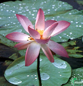 Flora of India: State Flowers of India