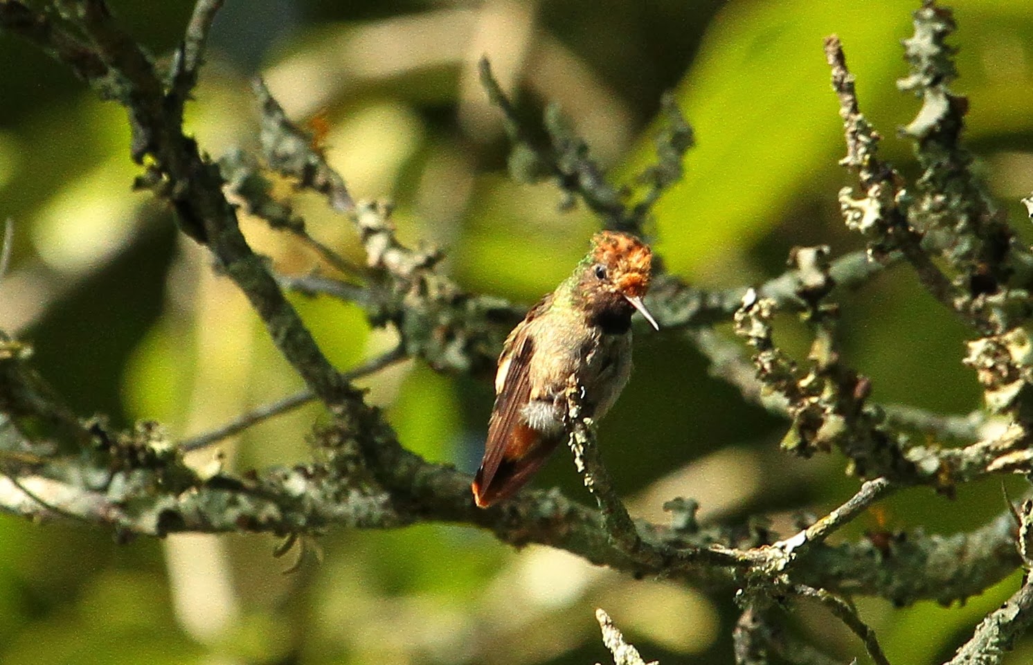 Nuestro bello mundo...: Spangled Coquette., Lophornis stictolophus ...